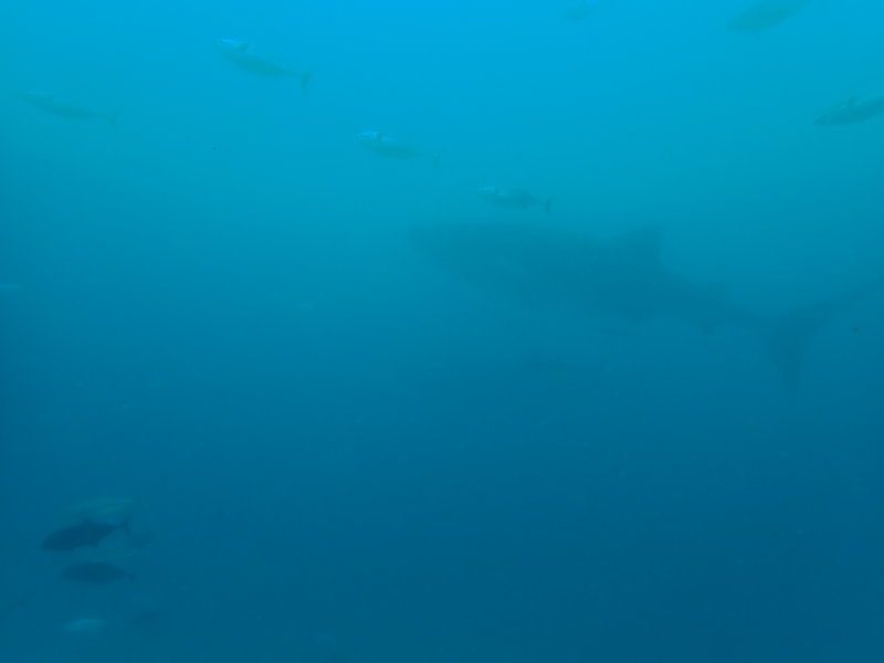 Michael McFadyen's Scuba Diving Web Site